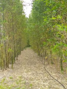 Photos - Bamboo-Nursery