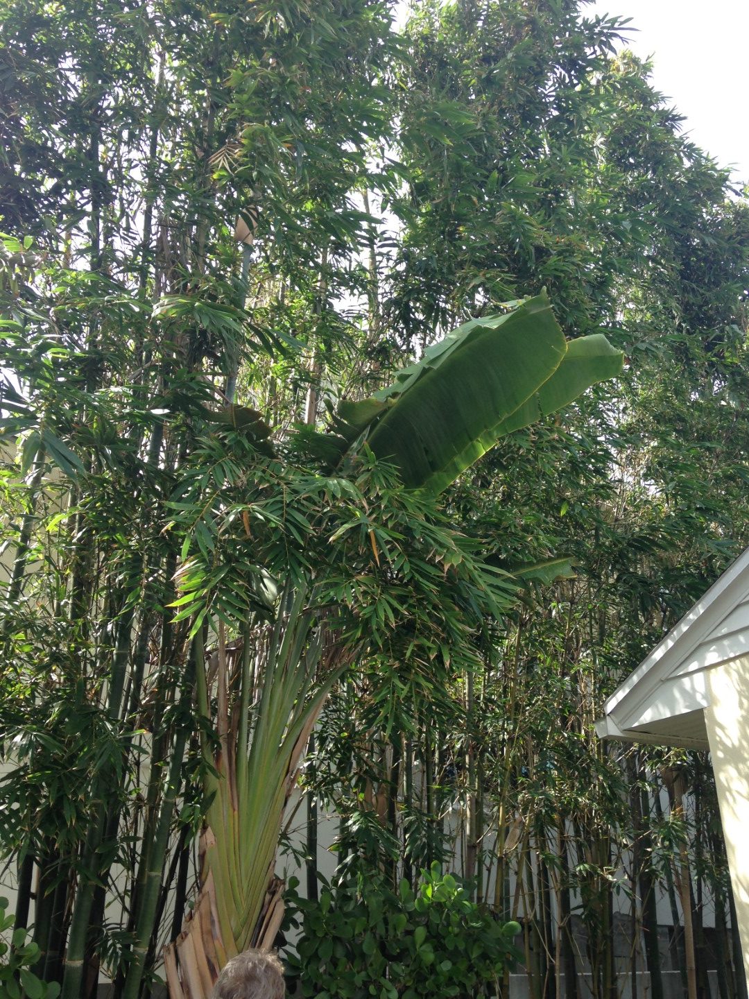 Photos - Bamboo-Nursery